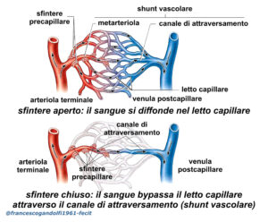 metarteriola | KINESIOPATIA