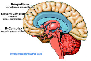 Il “Cervello Trino” ed il sistema neuro-vascolare | KINESIOPATIA