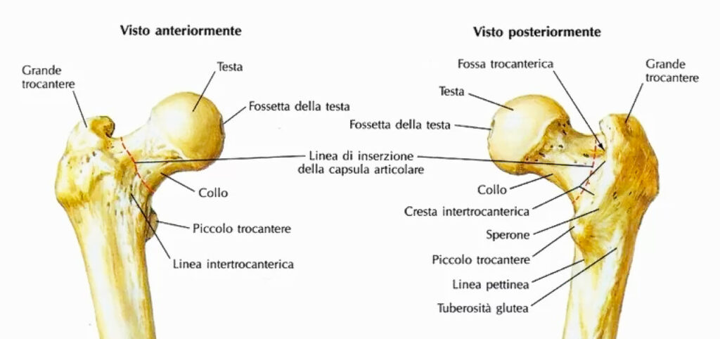 Arteria Otturatoria Testa Femorale