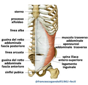 linea semicircolare di Douglas | KINESIOPATIA