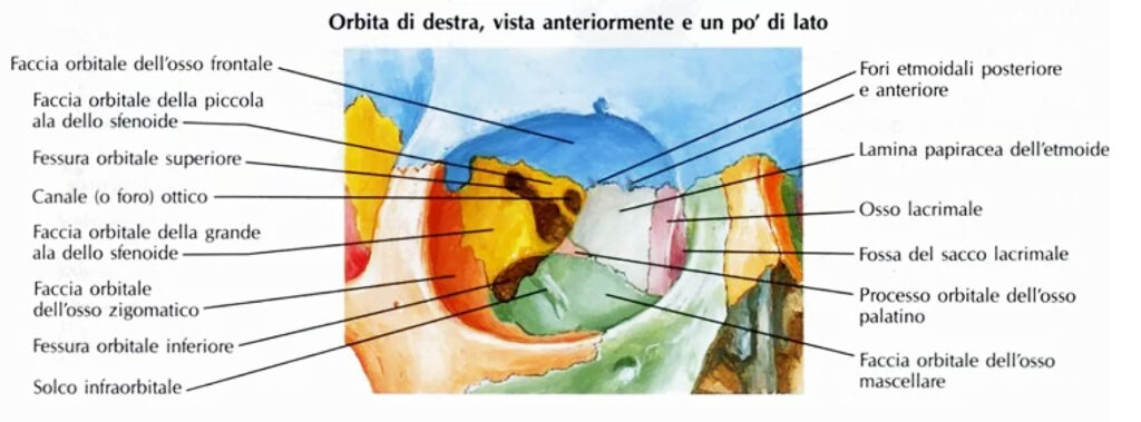orbita oculare | KINESIOPATIA