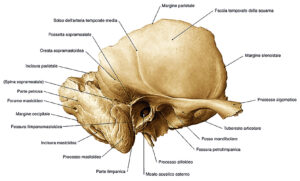 osso temporale | KINESIOPATIA