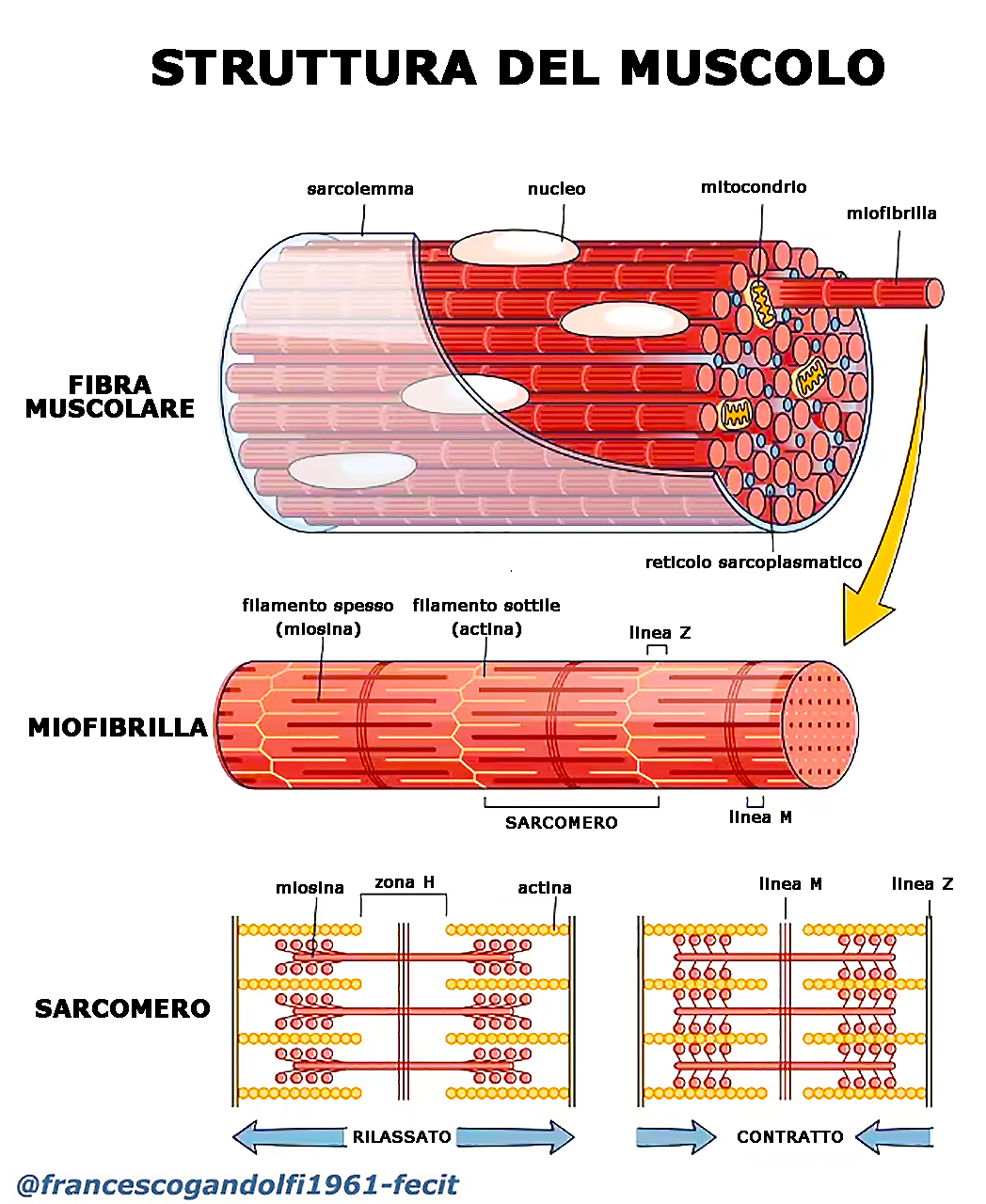 sarcomero | KINESIOPATIA