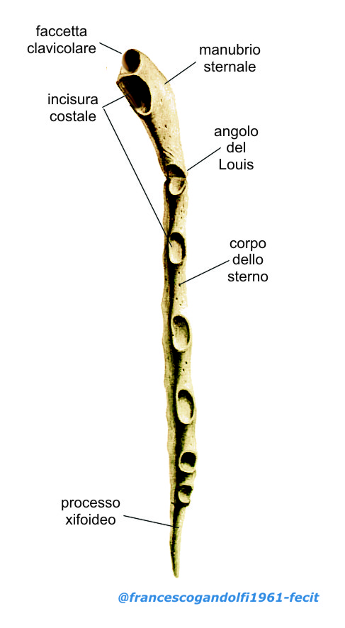 angolo del Louis | KINESIOPATIA