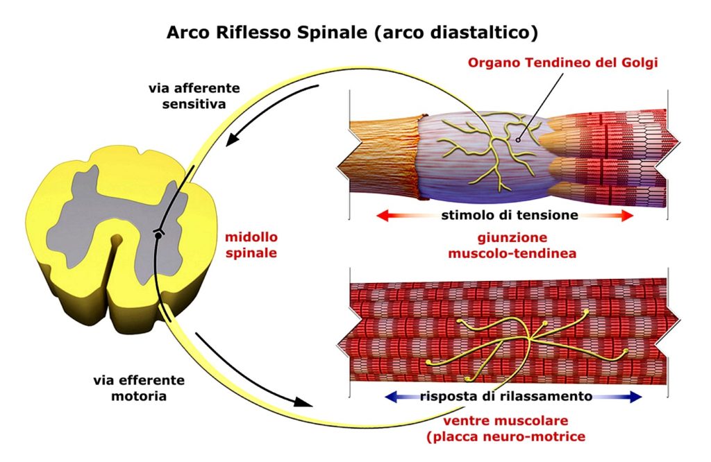 arco diastaltico | KINESIOPATIA
