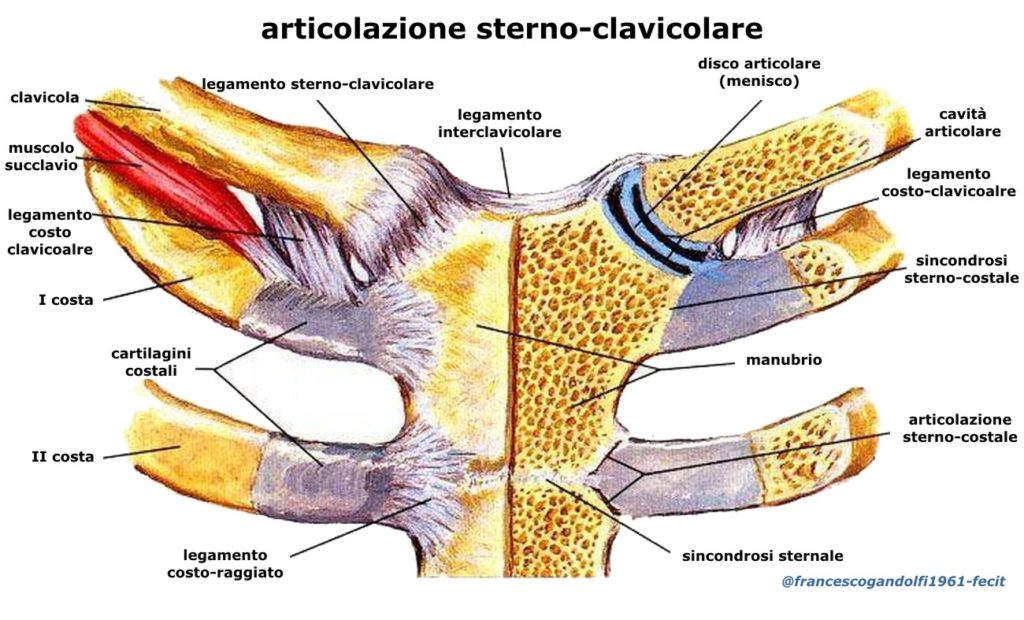 articolazione sterno-clavicolare | KINESIOPATIA