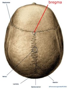 bregma | KINESIOPATIA