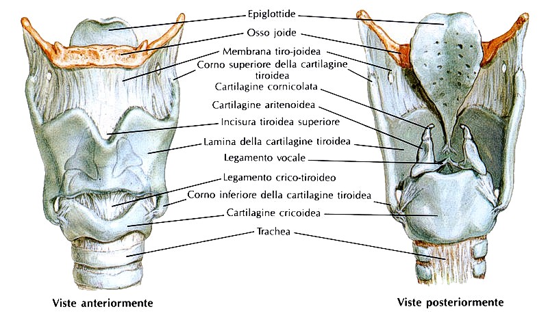 cricoide | KINESIOPATIA