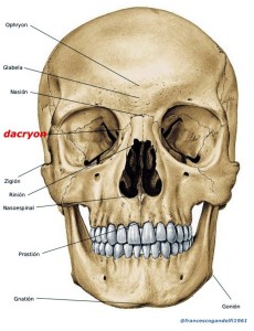dacryon | KINESIOPATIA