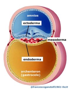 ectoderma | KINESIOPATIA