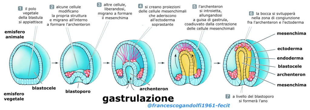 gastrula | KINESIOPATIA