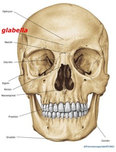 glabella | KINESIOPATIA