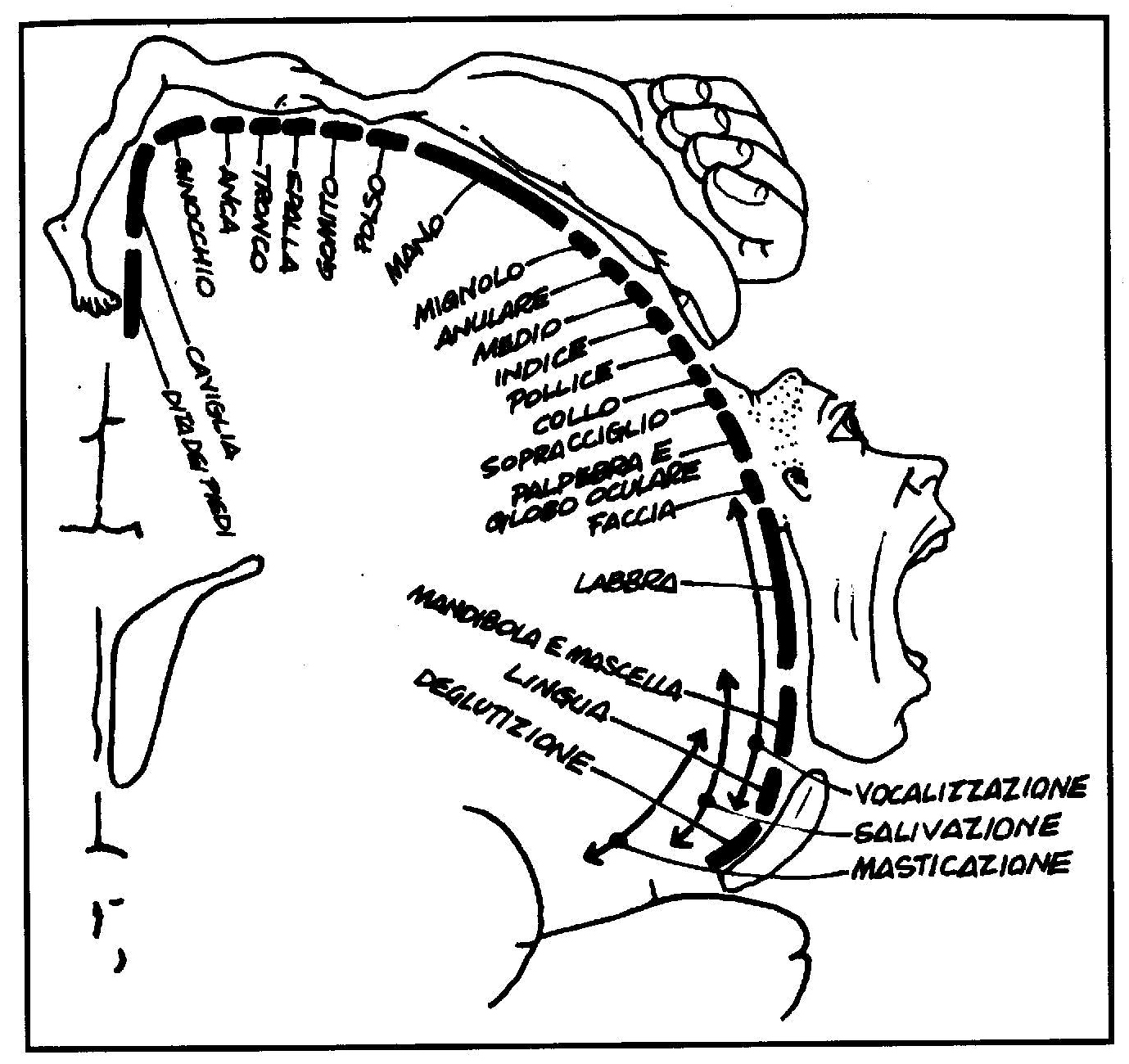 «homunculus motorio» ÷ Penfield e Rasmussen | KINESIOPATIA