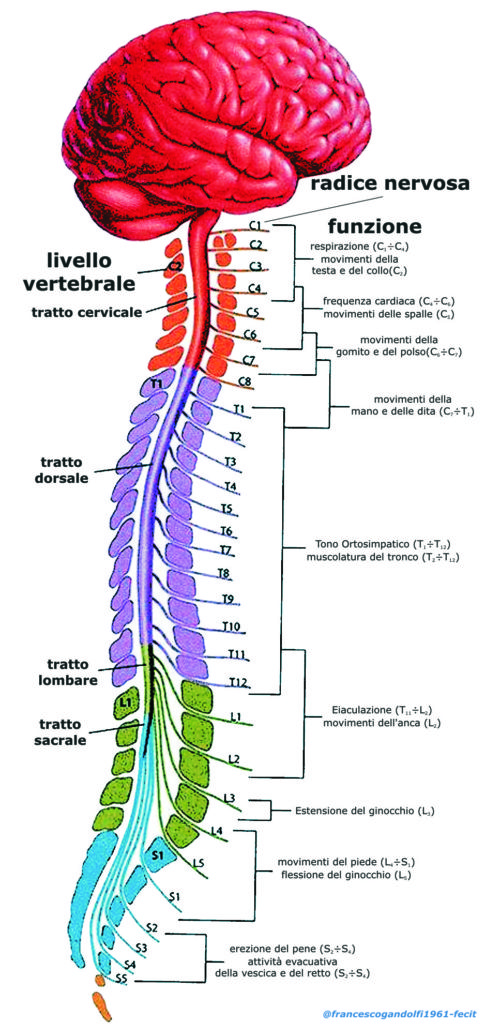 Entero-Colite Spondilogenetica& IBS Neurogena | KINESIOPATIA | Pagina 2