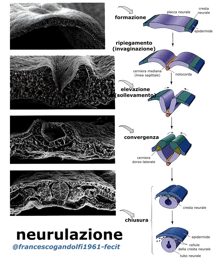 neurulazione | KINESIOPATIA