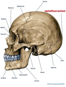 opisthocranion | KINESIOPATIA