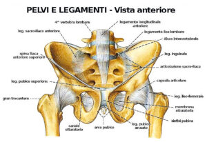 legamento inguinale | KINESIOPATIA