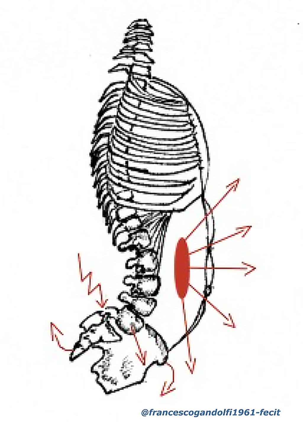 muscolo retto dell’addome | KINESIOPATIA